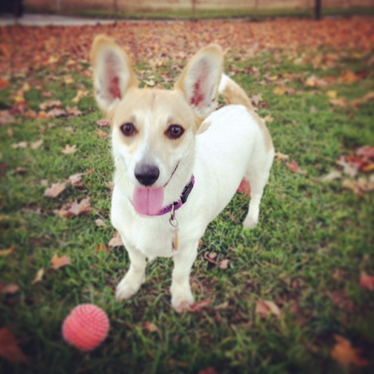 15 Photos That Will Make You Fall In Love With Rescue Dogs - The Dodo