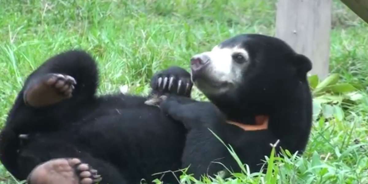 Rescued Sun Bear Cub Rolls Gleefully Around Her New Room - The Dodo