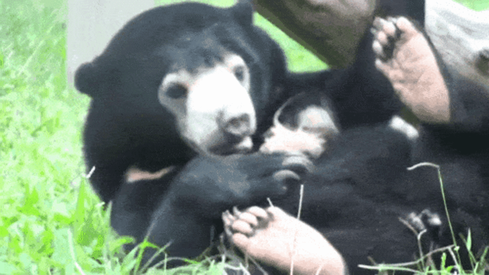 Rescued Sun Bear Cub Rolls Gleefully Around Her New Room - The Dodo