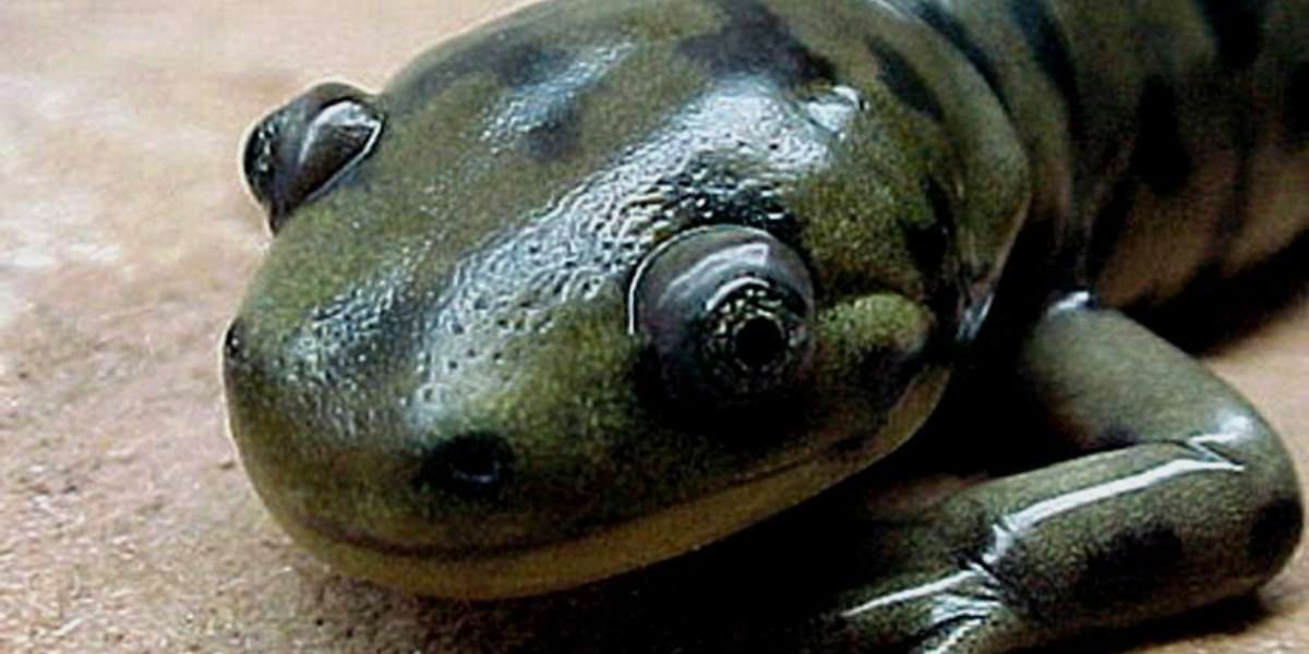 The World's Largest Salamander - The Dodo