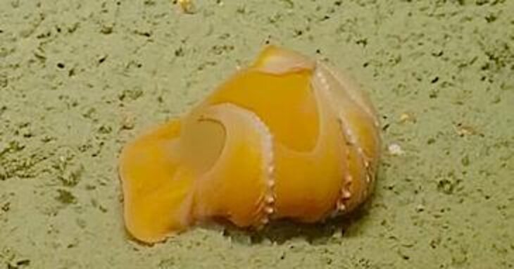 Shy Octopus Turns Serious Scientists Into Total Softies - The Dodo