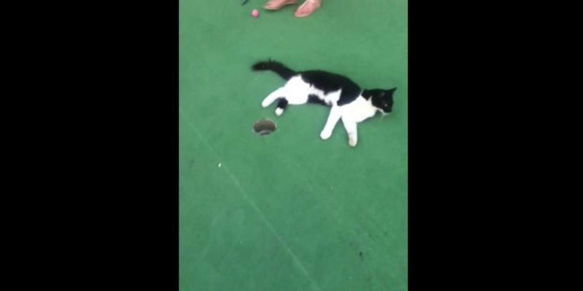 Cat Crashes Mini-Golf Game, Becomes The Best Course Obstacle Ever - The ...