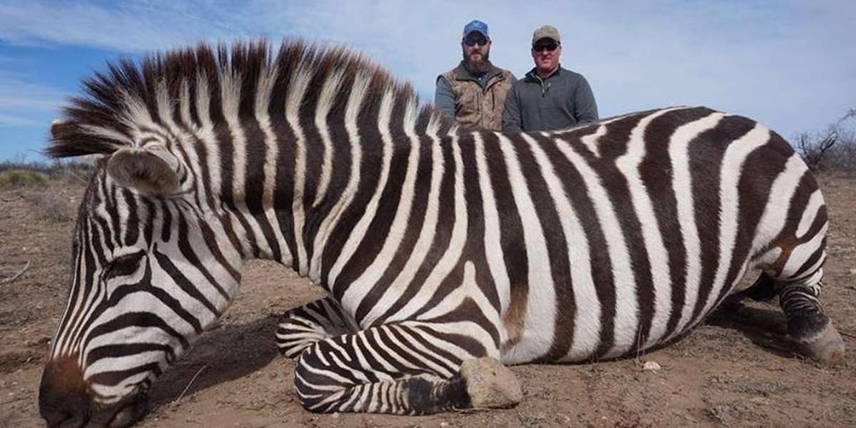 Want To Hunt A Zebra? Go To Texas - The Dodo