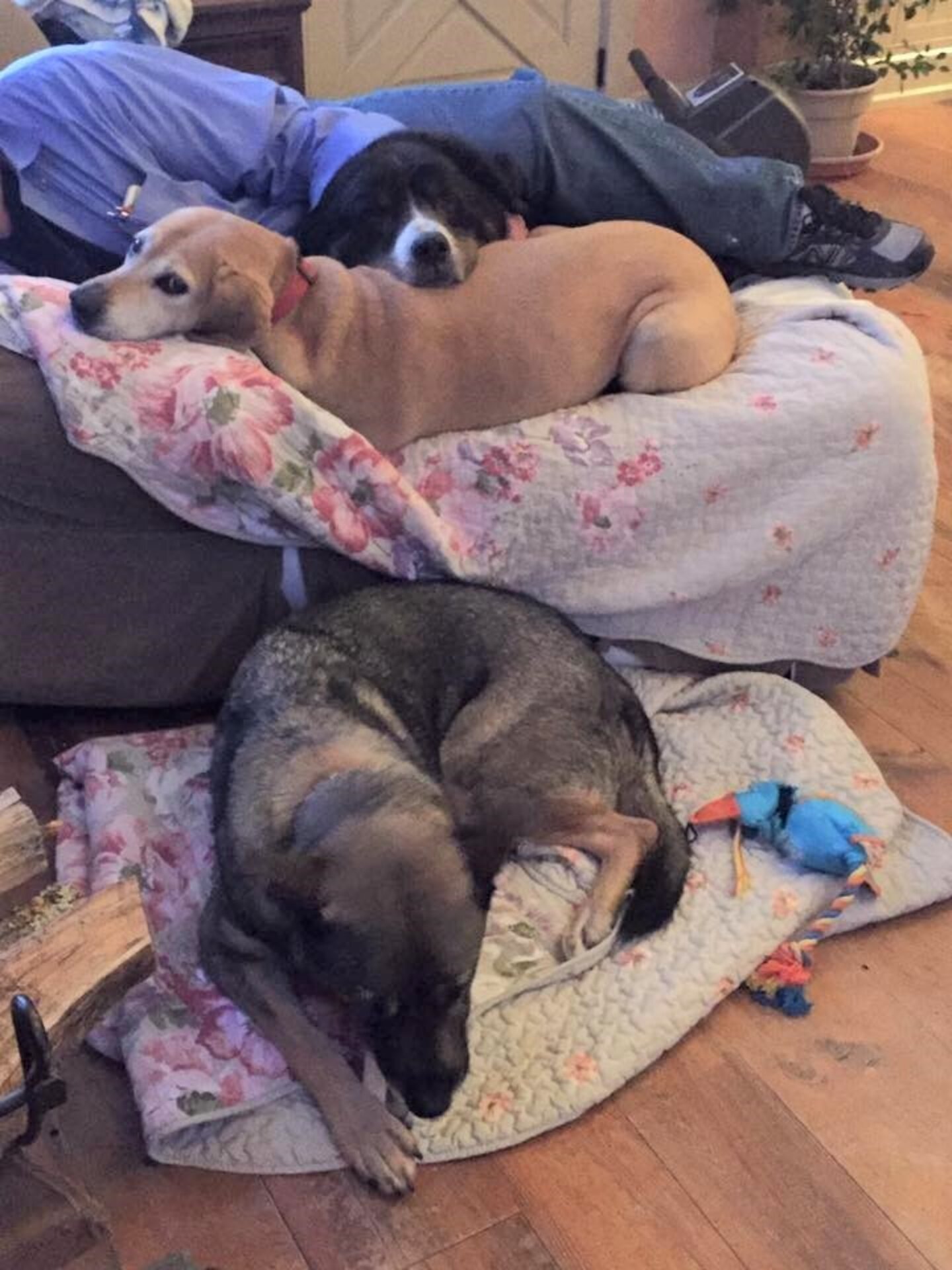 Dog Who Lived In An Empty House Can't Believe His New Family Is Real ...