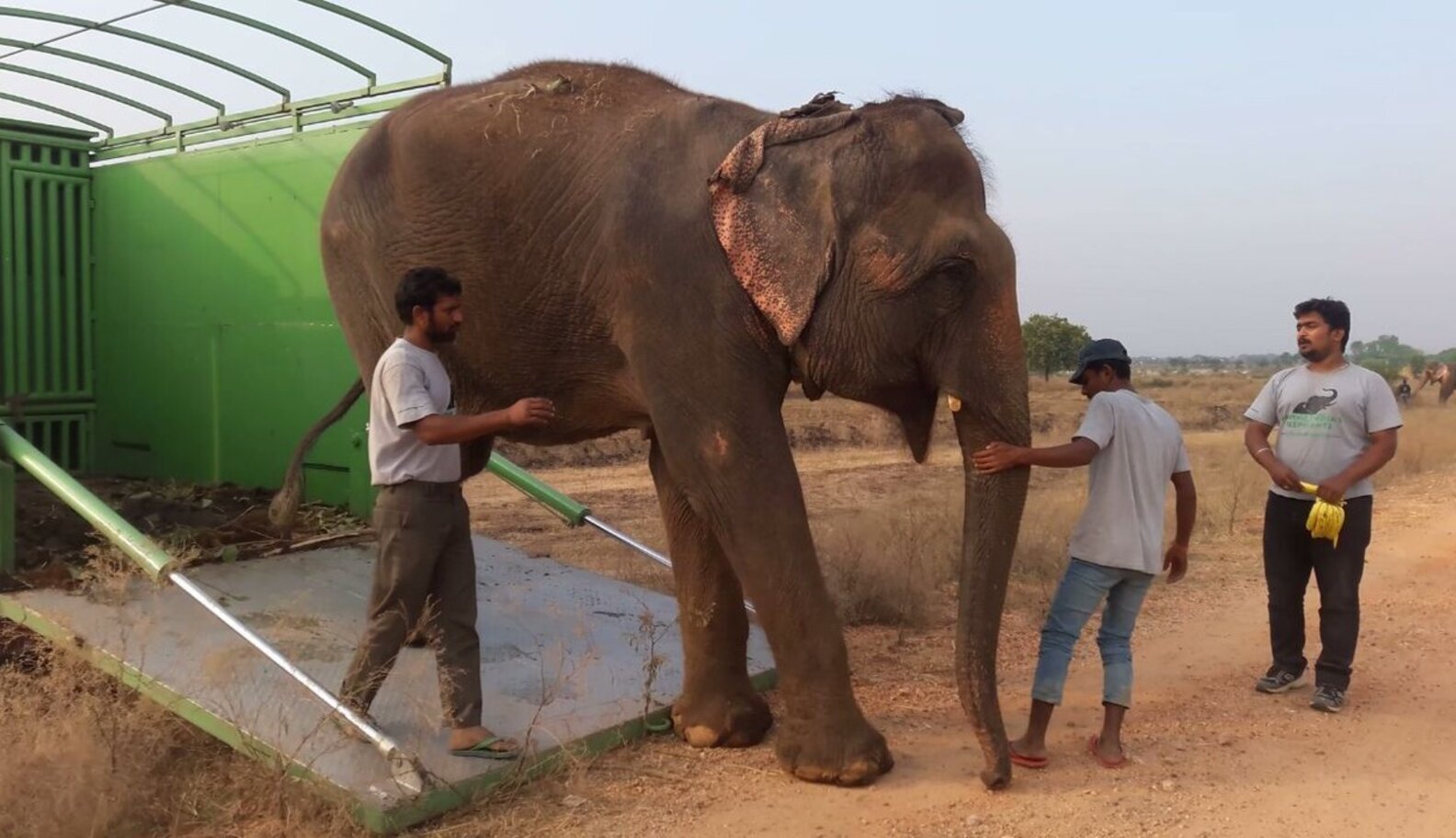 Circus Elephant Collapses With Joy To Learn That She Is Finally Free ...