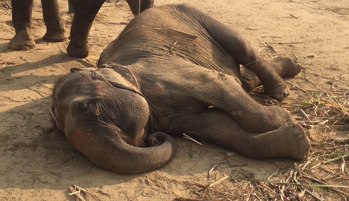 Circus Elephant Collapses With Joy To Learn That She Is Finally Free ...