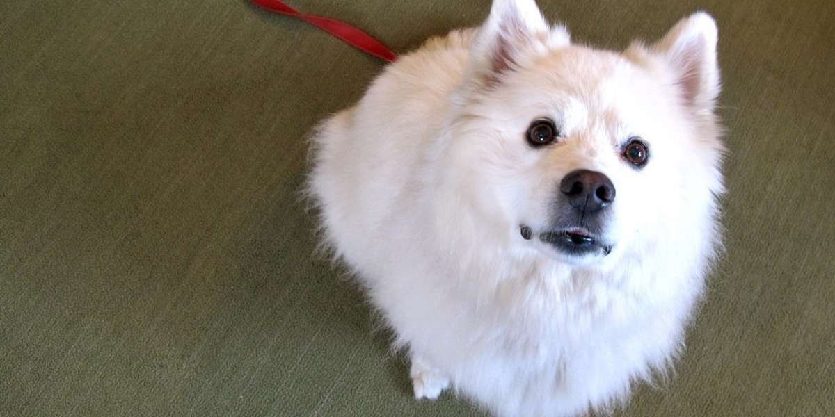 Animal Shelter Hosts Speed-Dating Event To Help Pets Find Homes - The Dodo