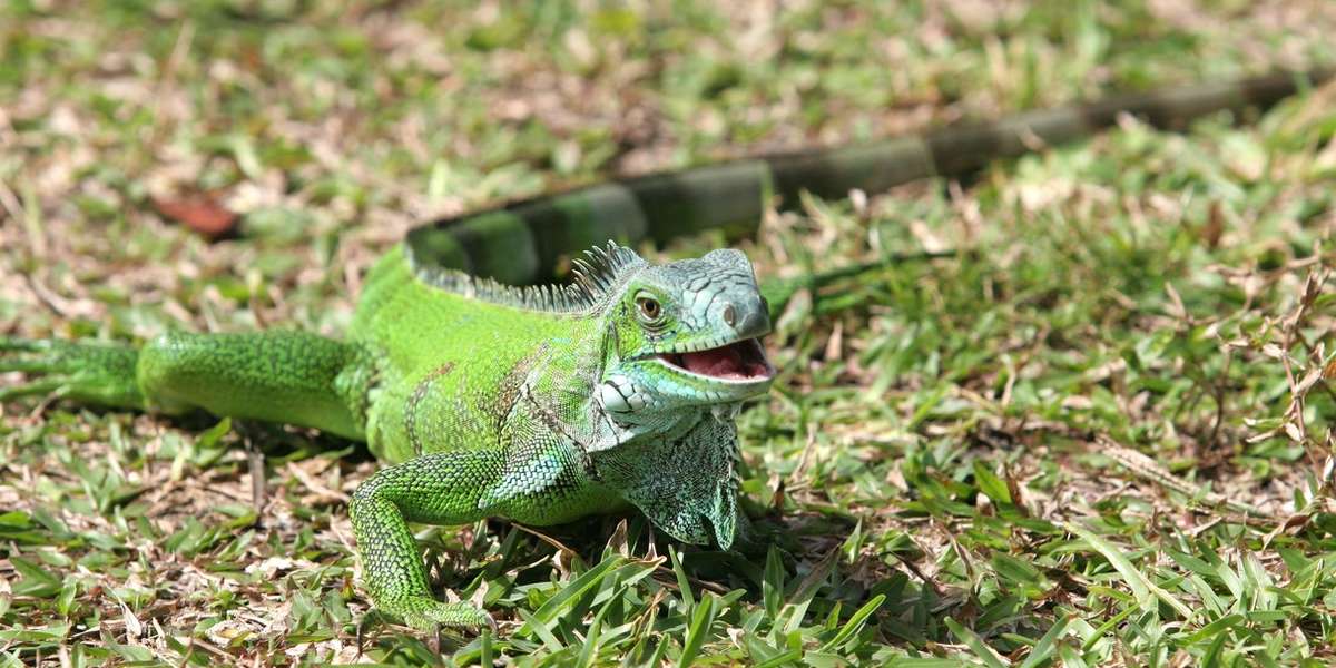 What's Really Going On In All Those Adorable Lizard Videos - The Dodo