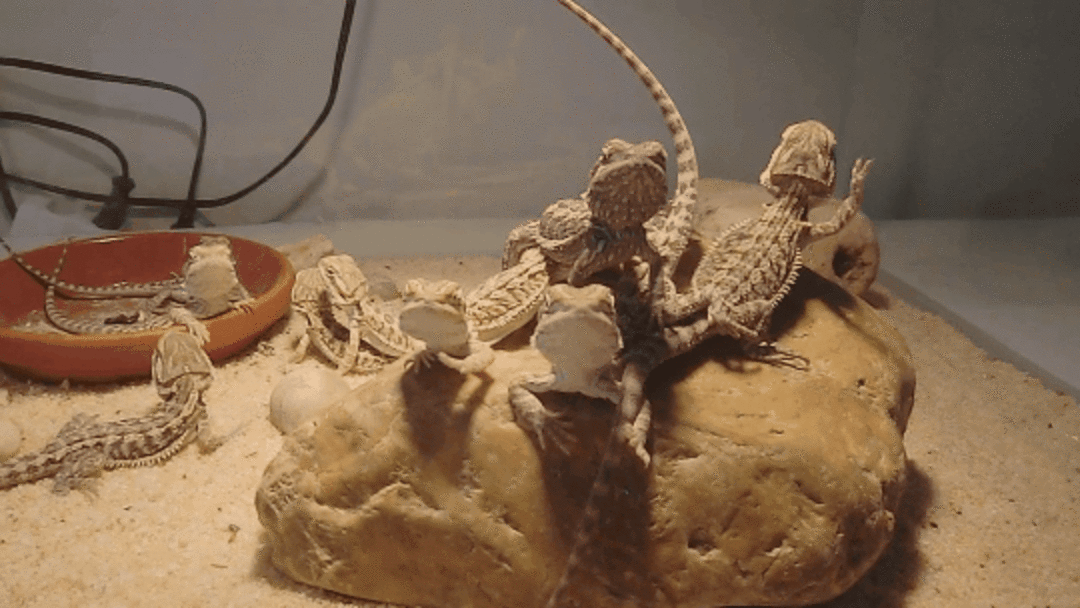 What's Really Going On In All Those Adorable Lizard Videos - The Dodo