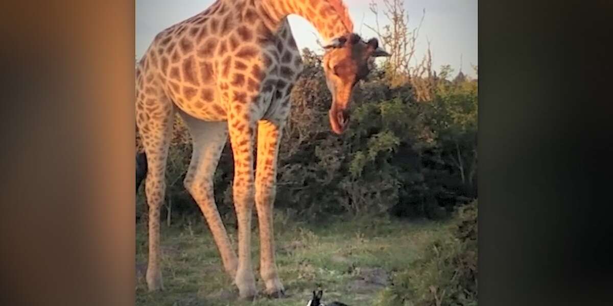 Pet Bunny Meets Wild Giraffe - The Dodo