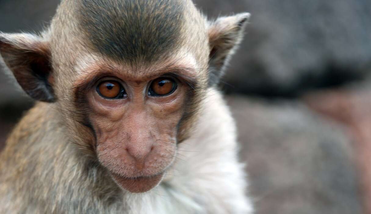 Rhesus Monkey Lab