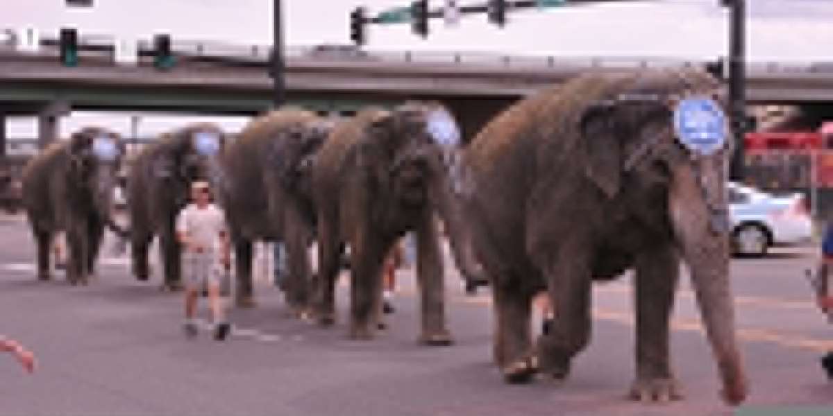 Are We Exploiting All Animals, Including Pets? - The Dodo