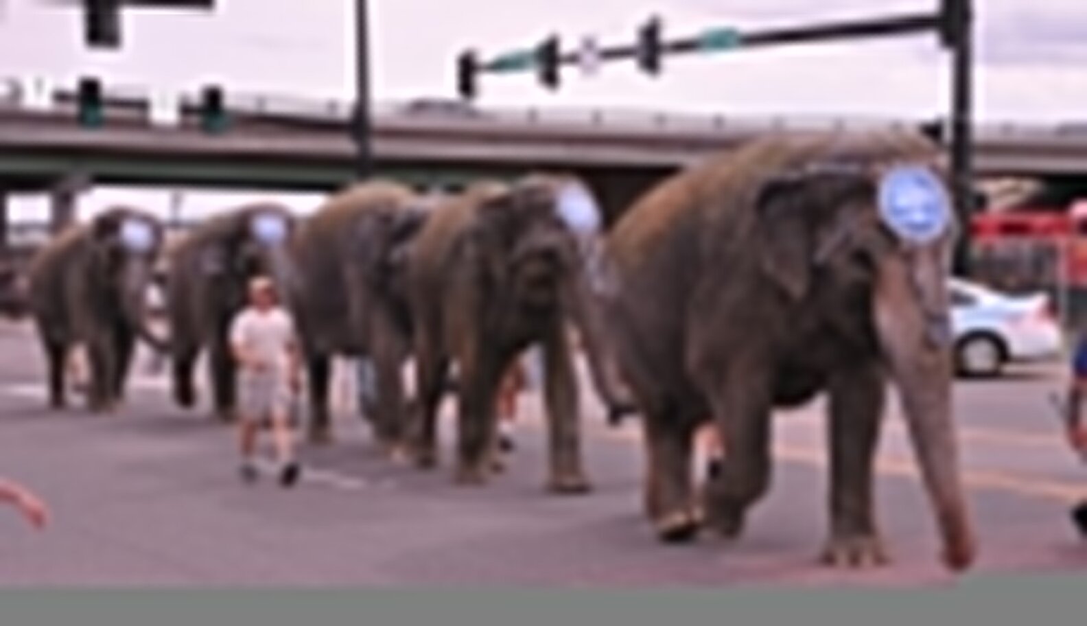 Are We Exploiting All Animals, Including Pets? - The Dodo