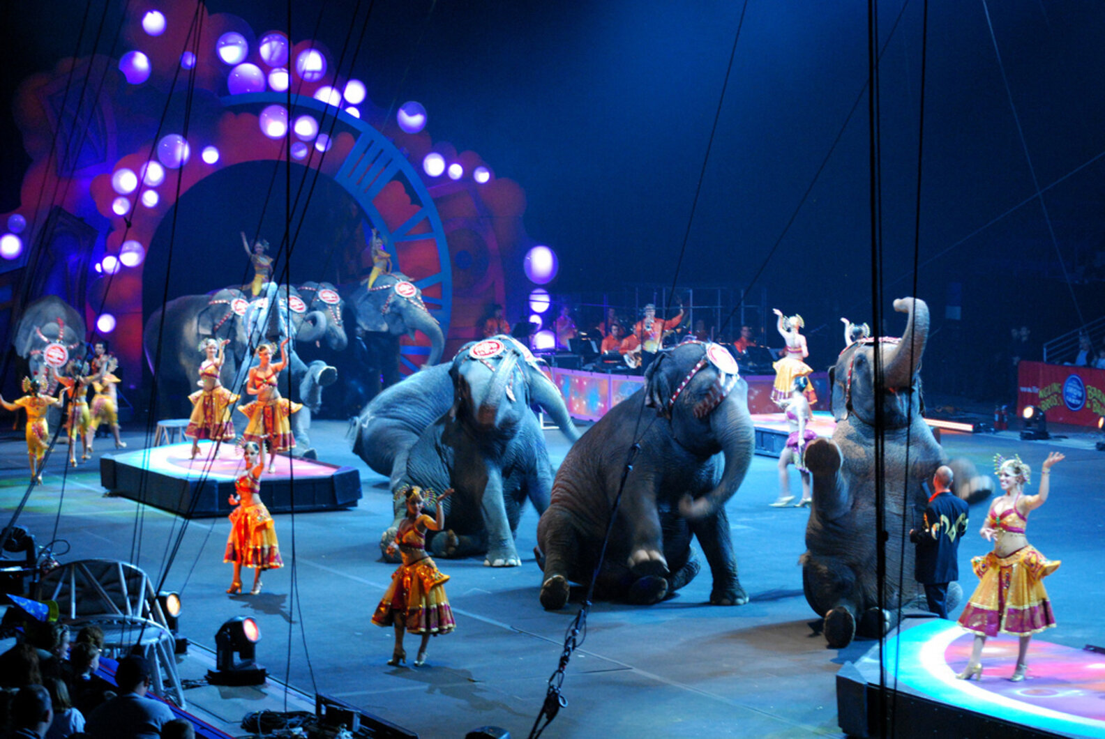 Are We Exploiting All Animals, Including Pets? - The Dodo