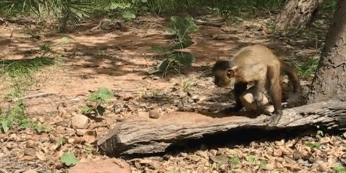 5 Crafty Primates That Figured Out How To Use Tools - The Dodo