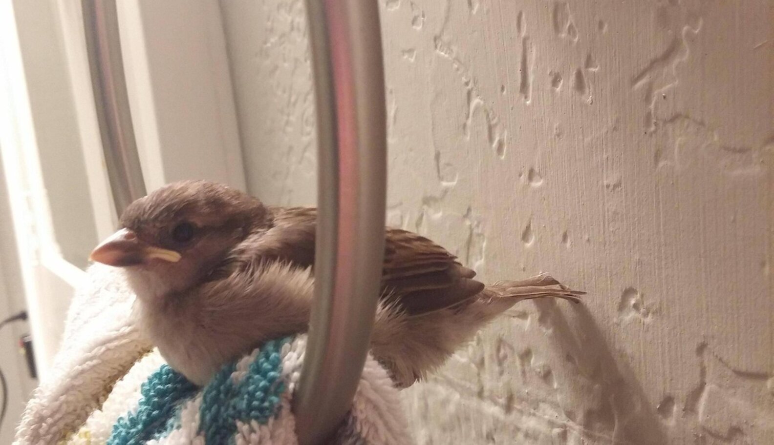 Tiny Baby Bird Fell From The Sky — And Found A New Family - The Dodo