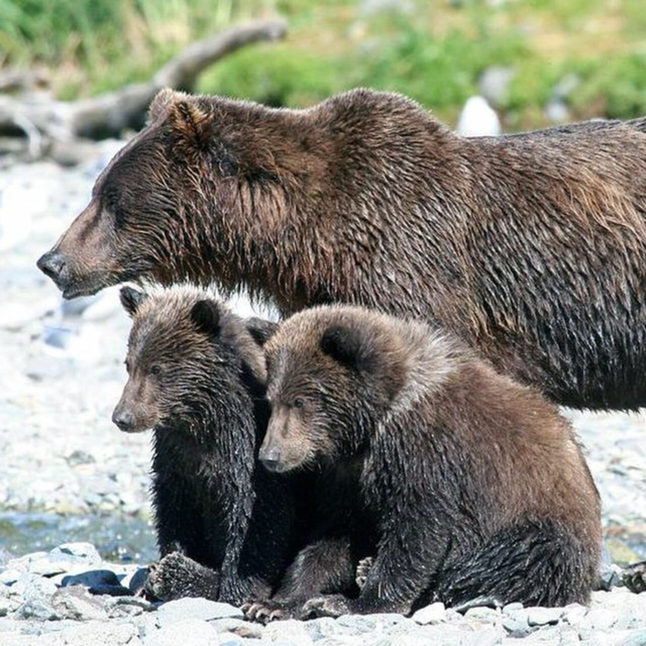 [Untitled] - The Dodo