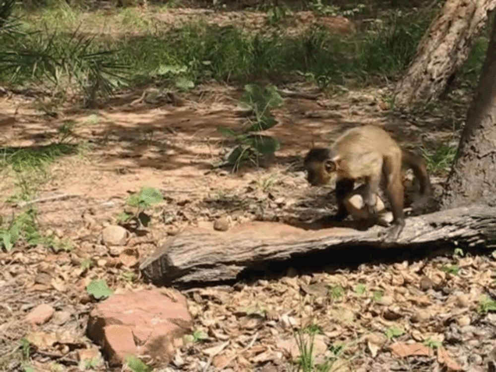 5 Crafty Primates That Figured Out How To Use Tools - The Dodo