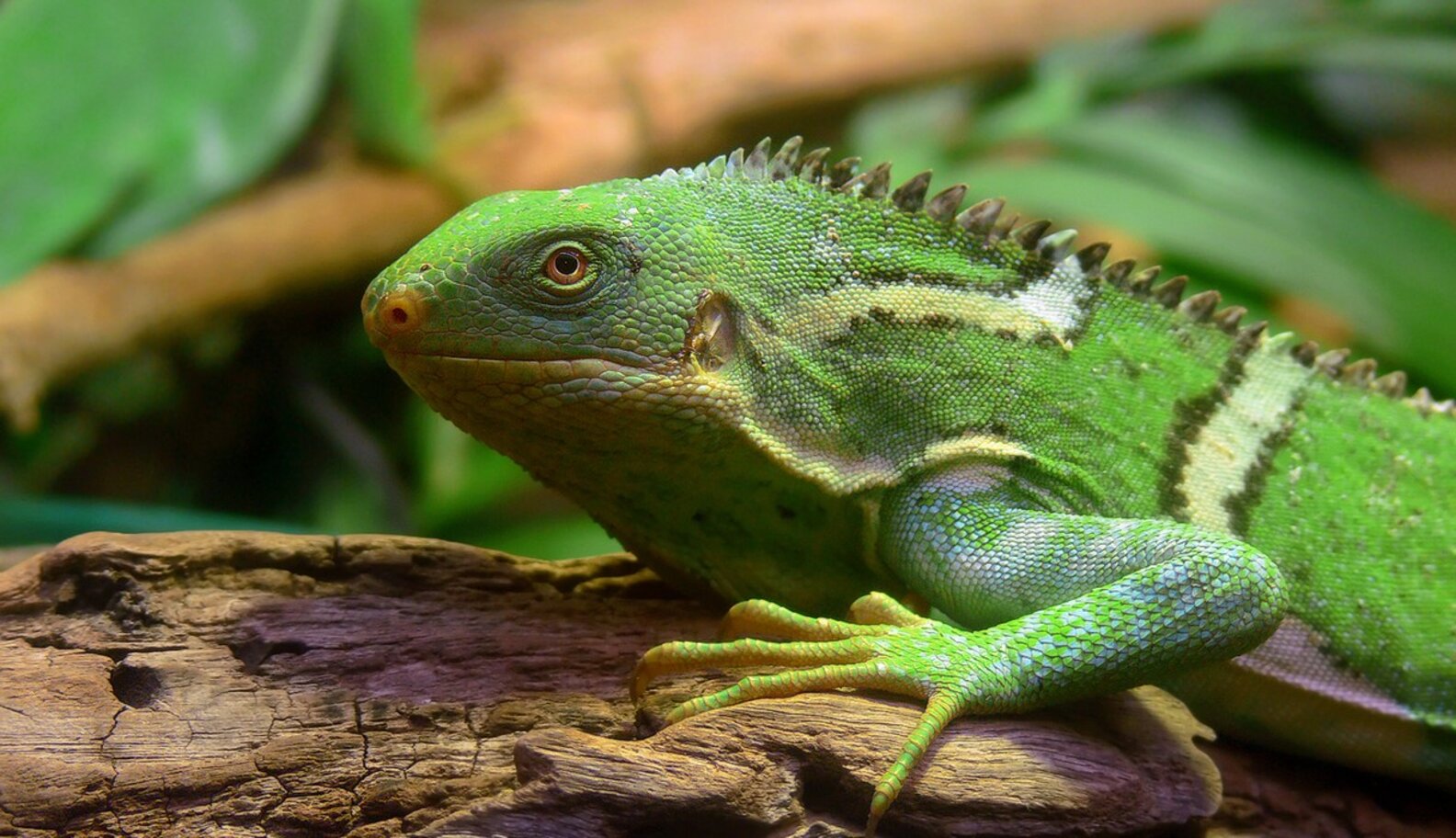 32 Fijian Crested Iguanas Reintroduced in Fiji - The Dodo