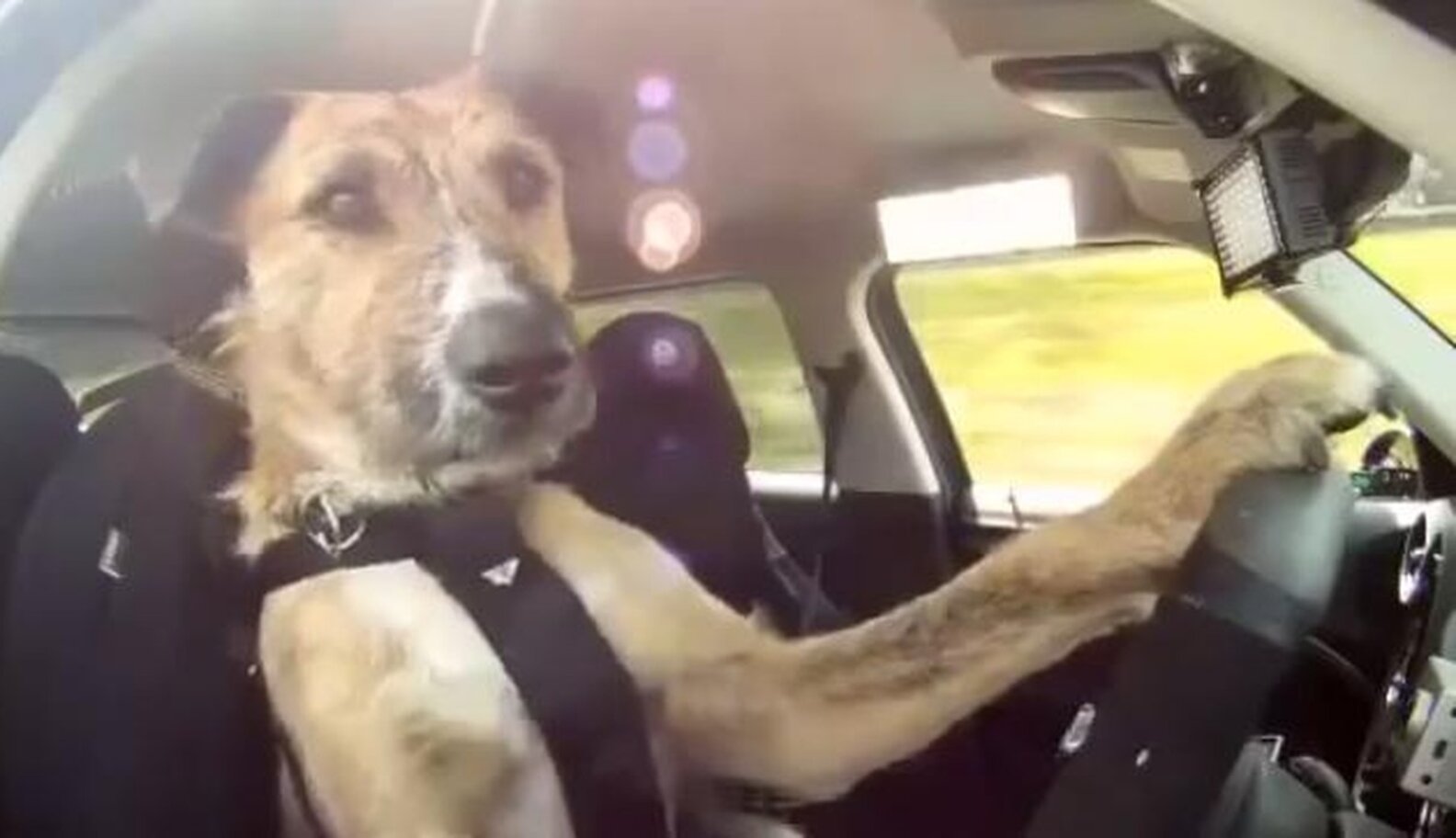 Dogs Just Learned How To Drive ... No Really, They Did - The Dodo