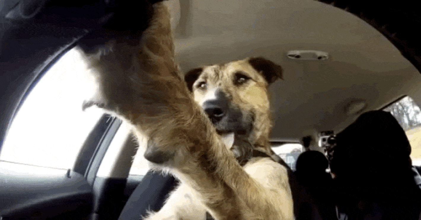 Dogs Just Learned How To Drive ... No Really, They Did - The Dodo