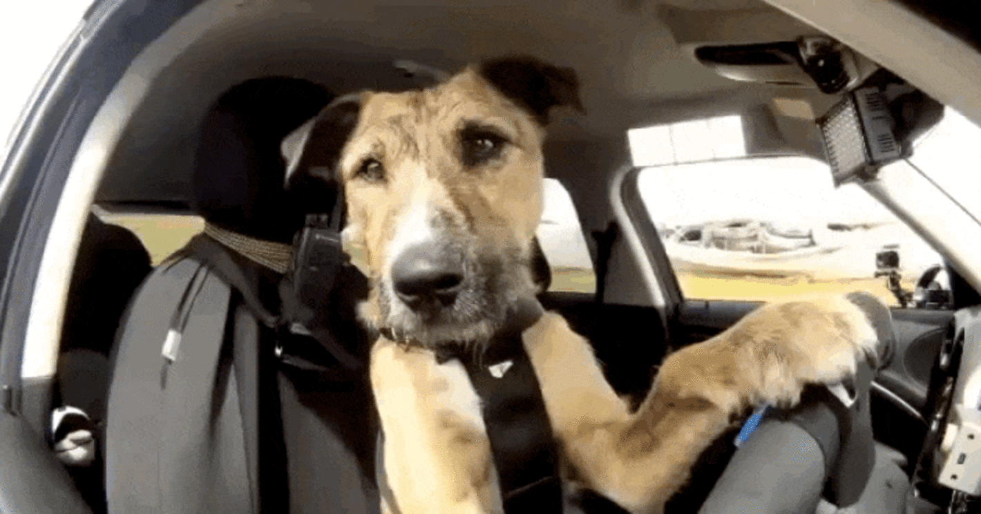 Dogs Just Learned How To Drive ... No Really, They Did - The Dodo