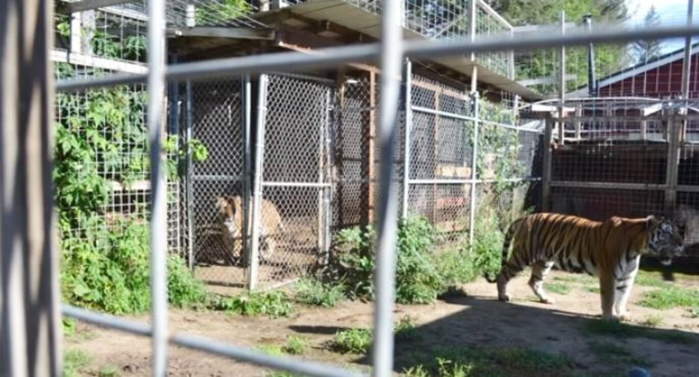 Tigers Bred To Take Photos With Tourists Will Never Have To Pose Like ...