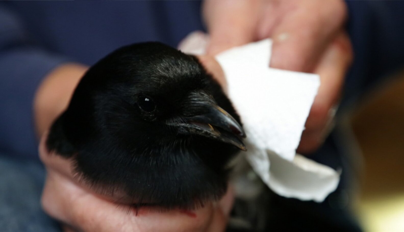 Cheeky Magpie Bites The Hand That Rescues Him - The Dodo