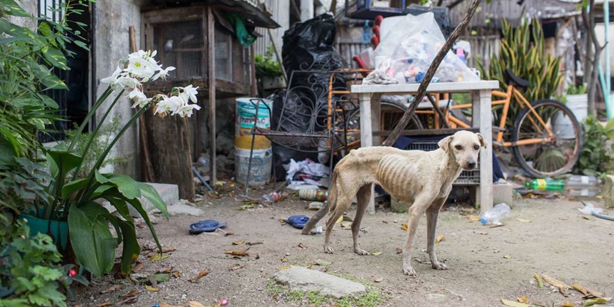 'Days From Death' Dog Looks Like A Whole New Pup After Rescue - The Dodo