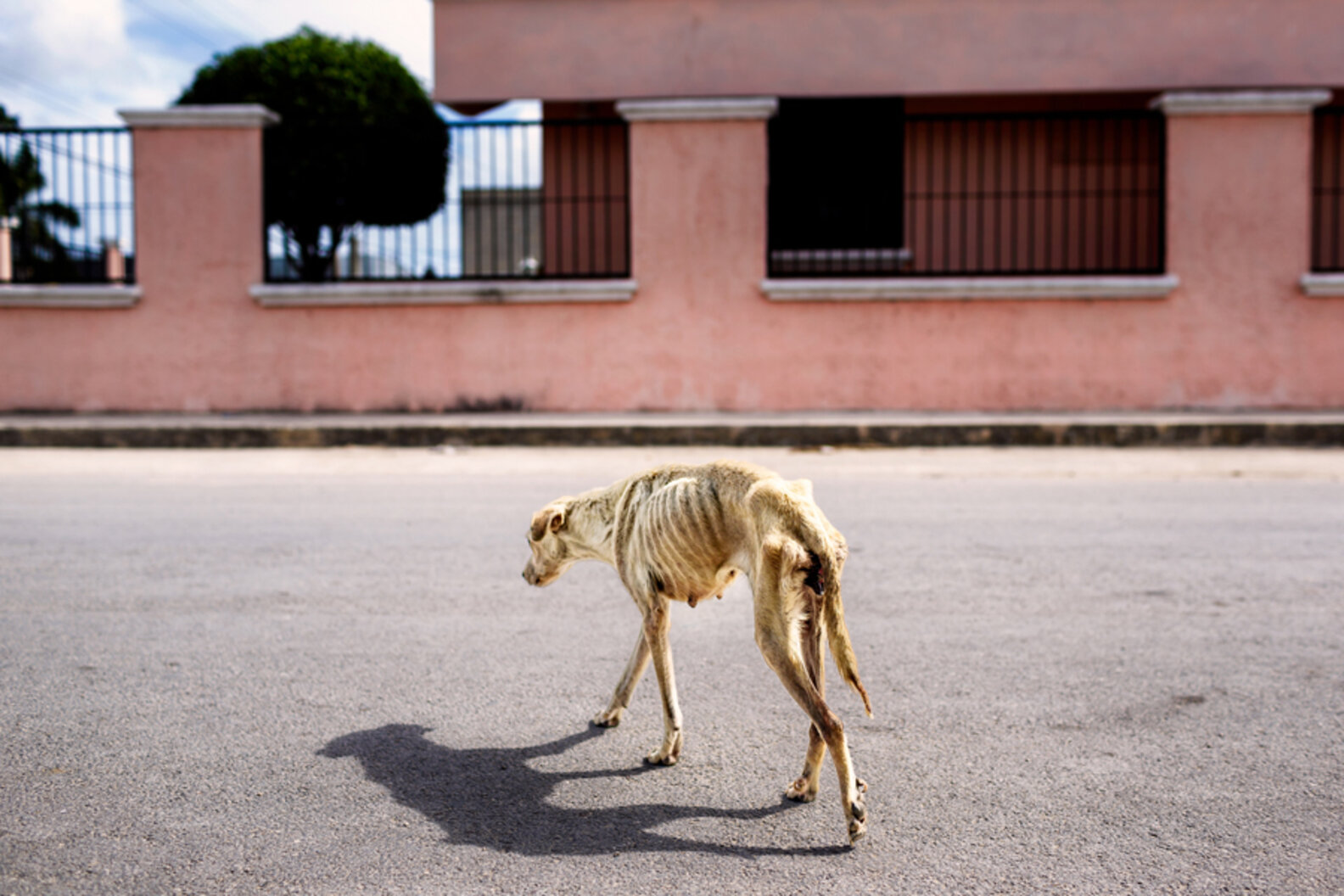 'Days From Death' Dog Looks Like A Whole New Pup After Rescue - The Dodo