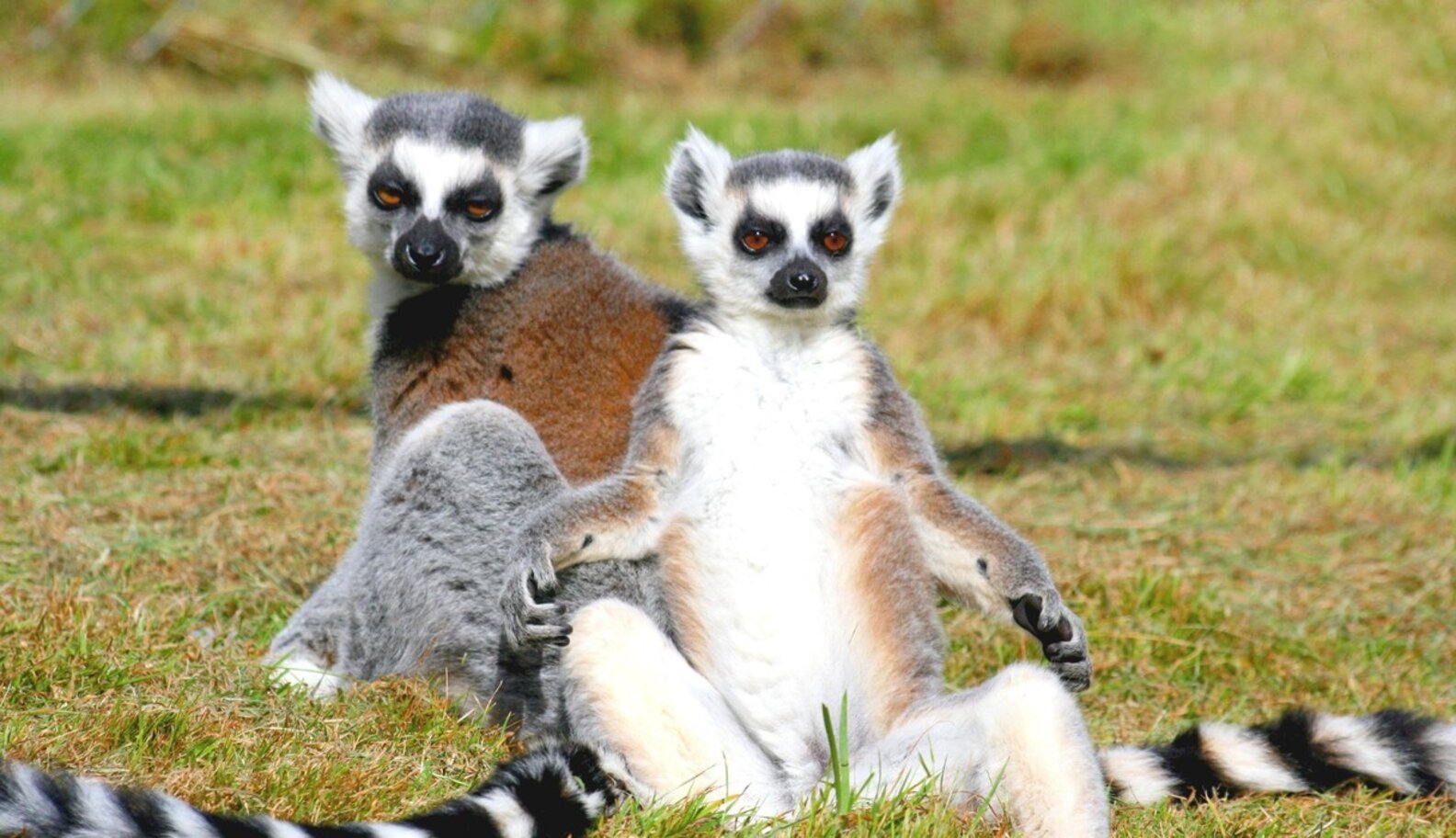 Are You A Social Media Animal? We May Have A Job For You... - The Dodo