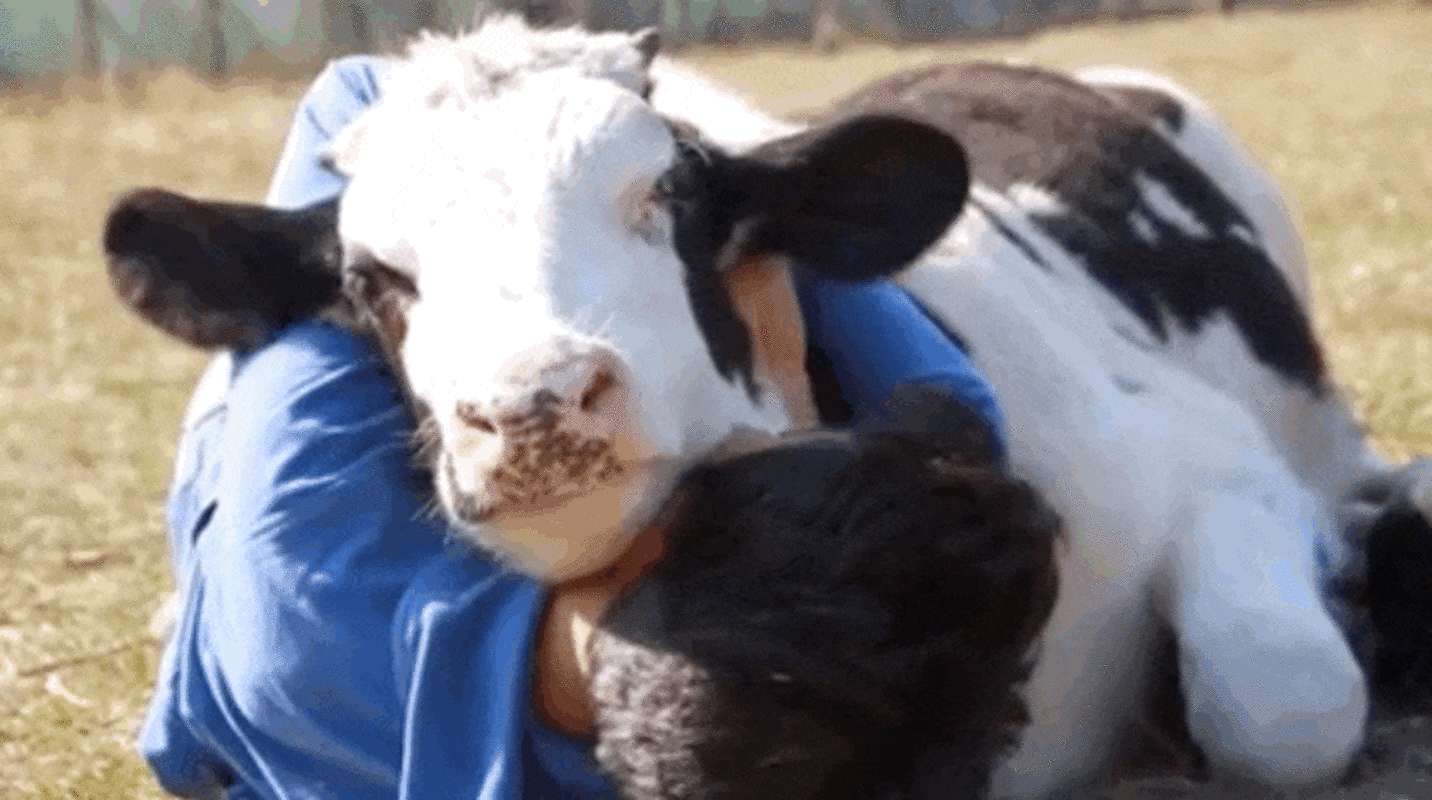 Lucky Bull Can’t Get Enough Snuggles From His Unlikely Friends - The Dodo