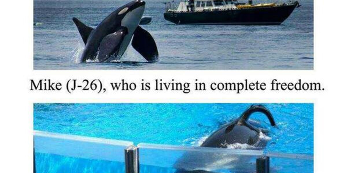 Via Mike - J26, one is wild and free and one is stuck in a fishbowl ...