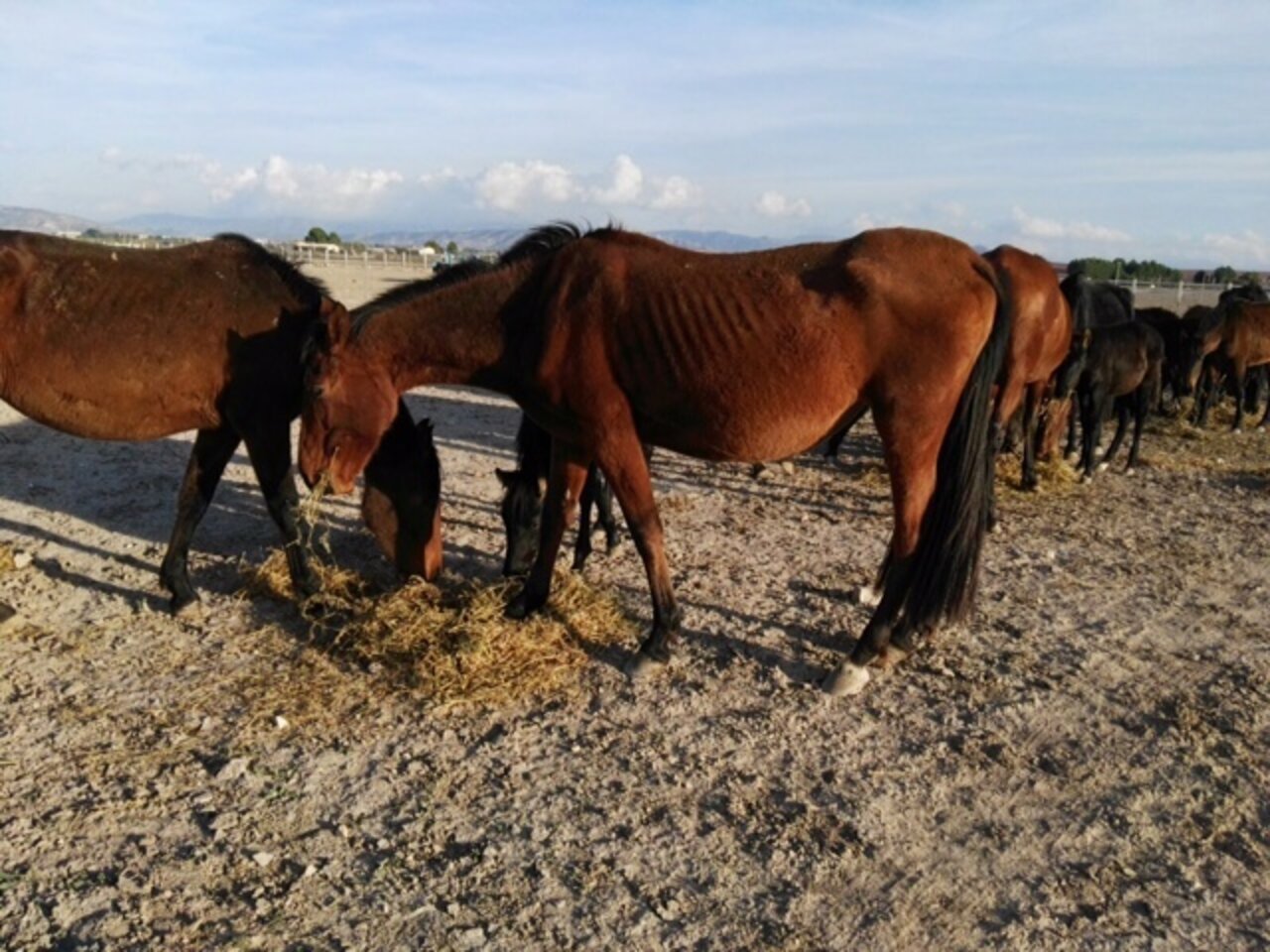 Almost 80 Horses Were Just Left To Starve - The Dodo