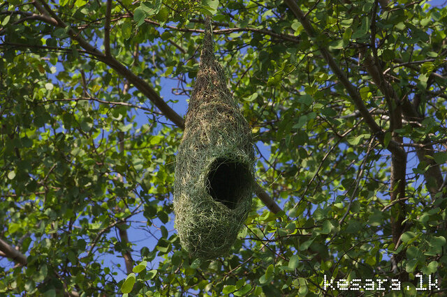 7 Mind Boggling Structures Built By Animals - The Dodo
