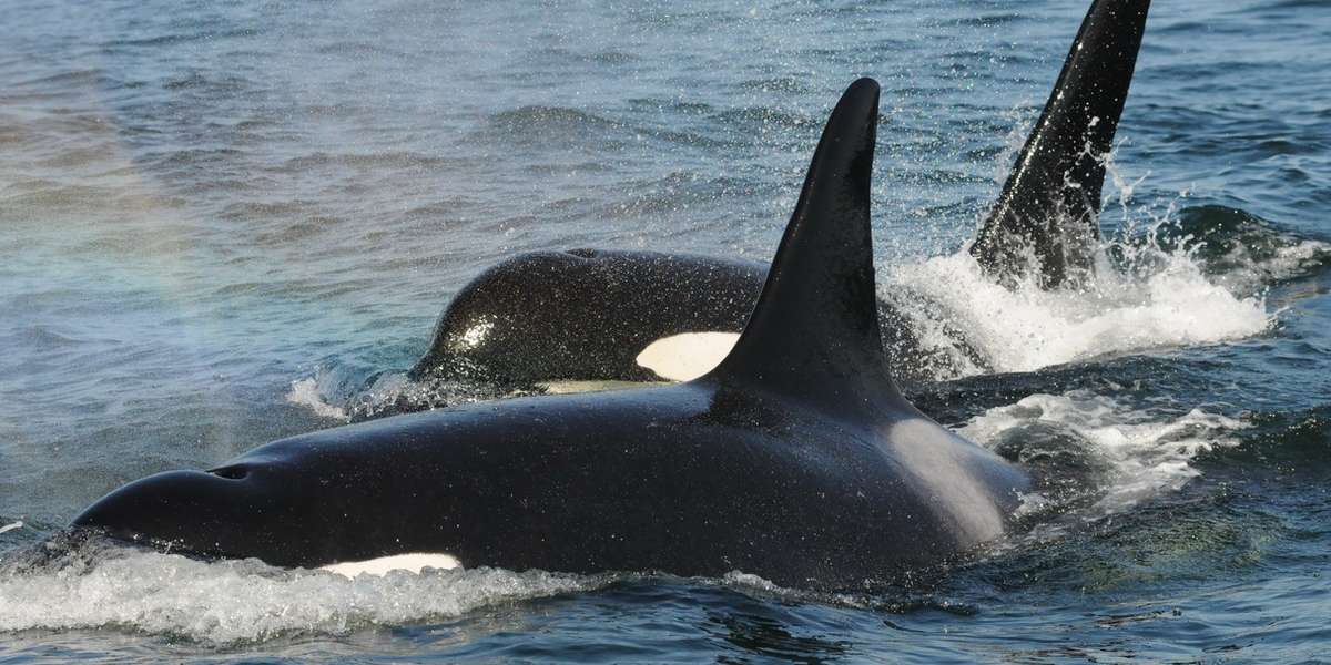 Grandma Orcas Are The Wisest Of Them All, And We're Not Surprised - The ...