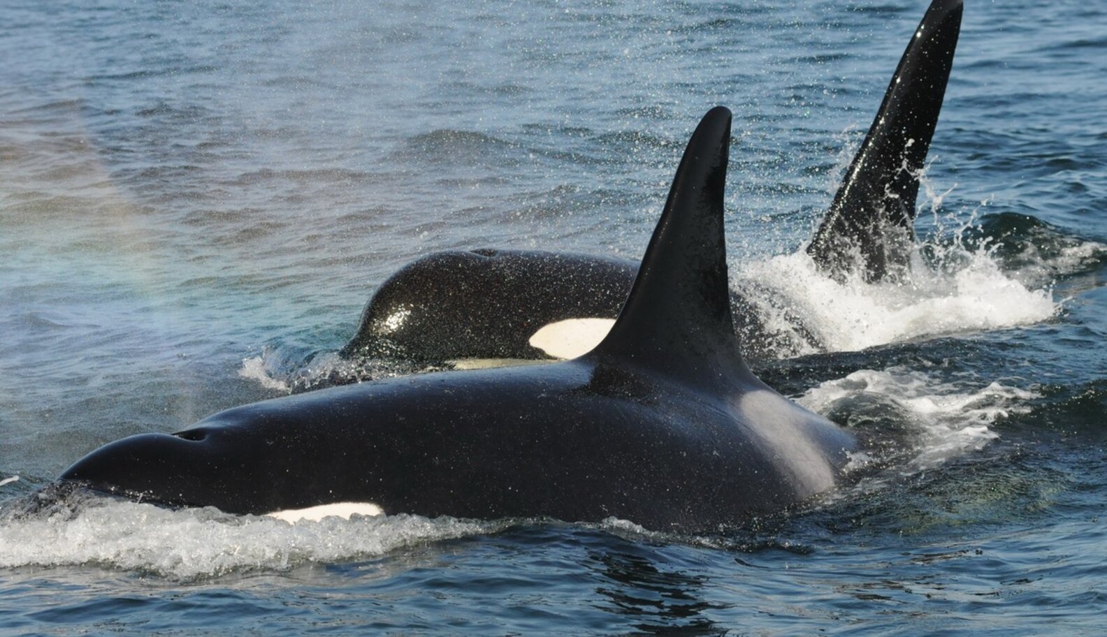 Grandma Orcas Are The Wisest Of Them All, And We're Not Surprised - The ...