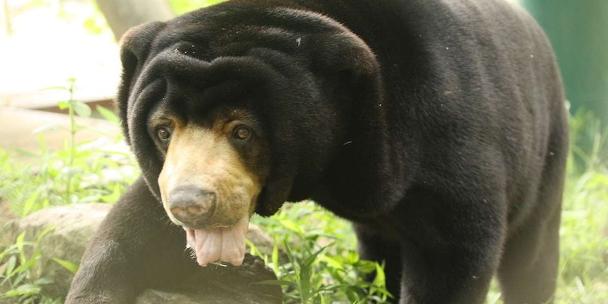Smugglers' Abuse Is A Distant Memory For The Friendliest Bear - The Dodo