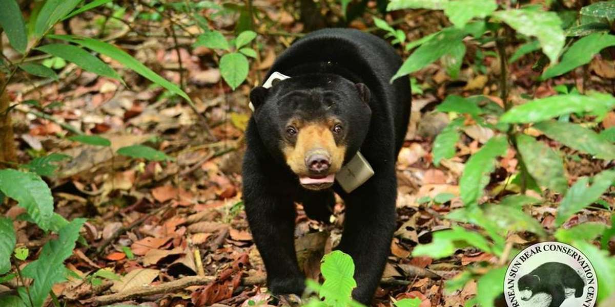 Orphaned Sun Bear Makes Triumphant Return To Wild - The Dodo