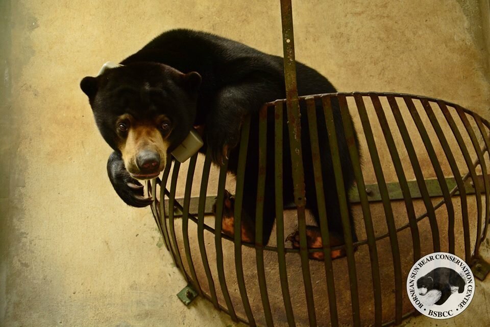 Orphaned Sun Bear Makes Triumphant Return To Wild - The Dodo