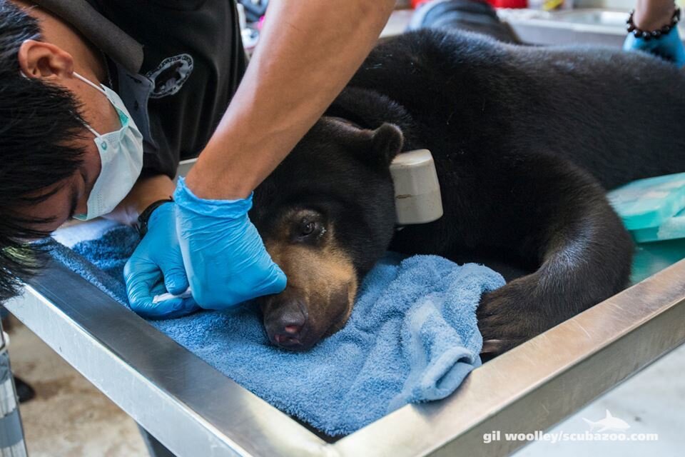Orphaned Sun Bear Makes Triumphant Return To Wild - The Dodo