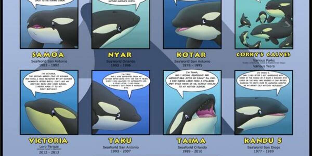 The forgotten members of the Shamu family... #Blackfish http://t.co ...