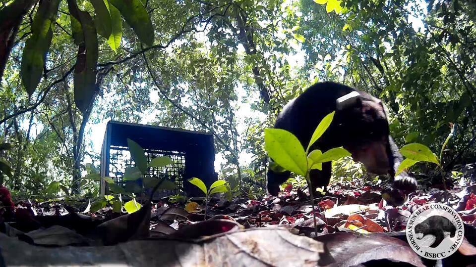 Orphaned Sun Bear Makes Triumphant Return To Wild - The Dodo