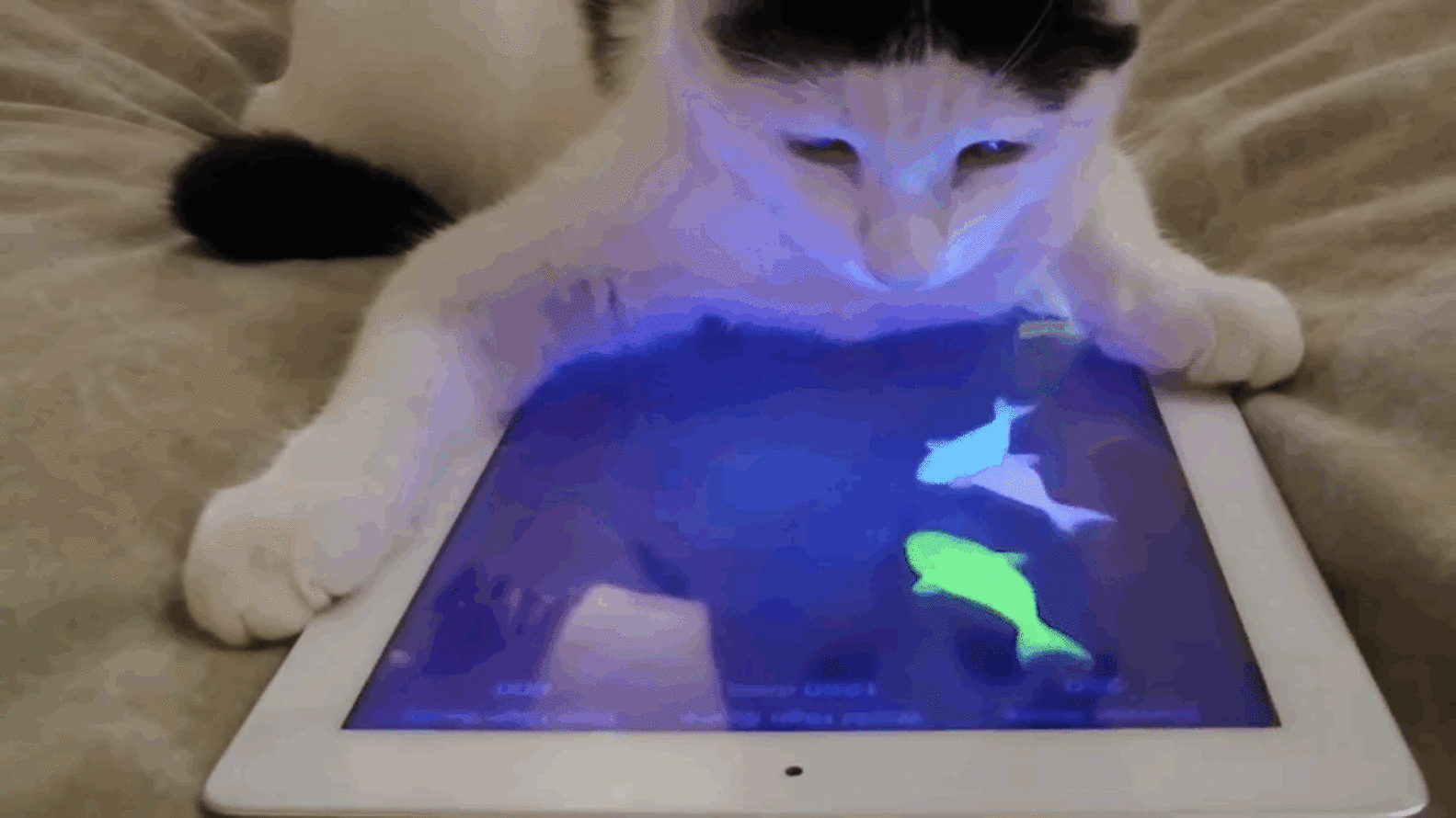 7 Animals Who Have Mastered Technology And Are Going To Take Over The ...