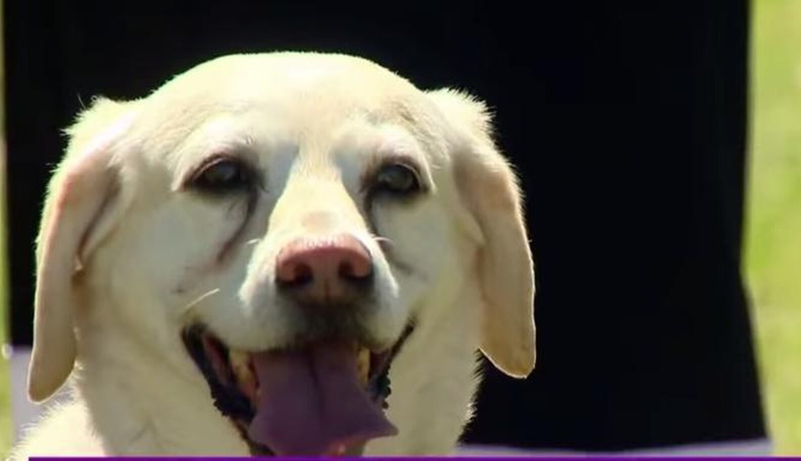 Plucky Dog Unearths Long-Lost Medal During Afternoon Digging Spree ...