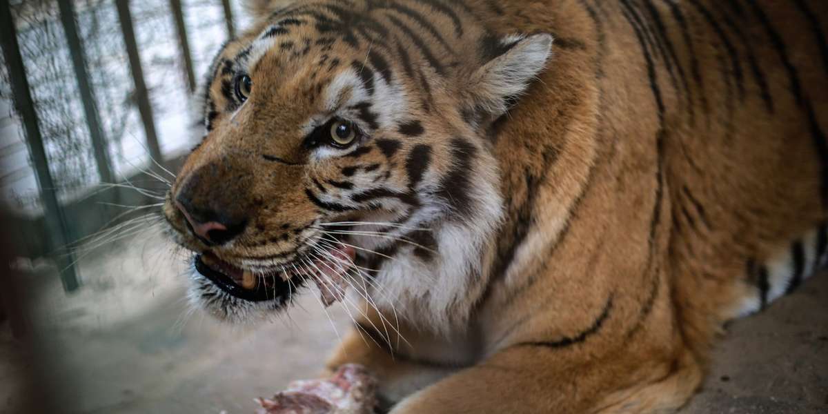 People Bring Food To Starving Zoo Animals Everyone Else Has Forgotten ...