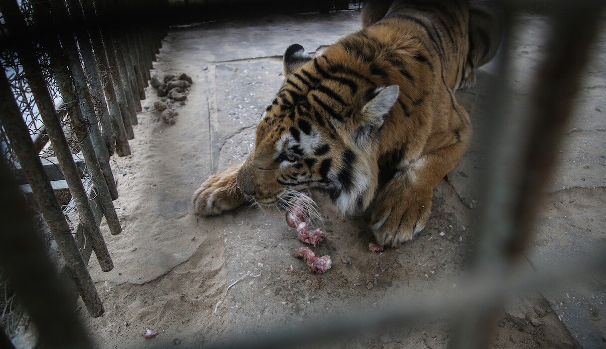 People Bring Food To Starving Zoo Animals Everyone Else Has Forgotten ...