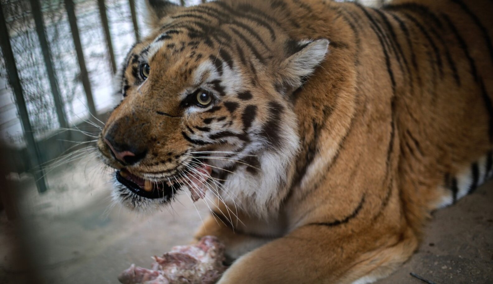 People Bring Food To Starving Zoo Animals Everyone Else Has Forgotten ...