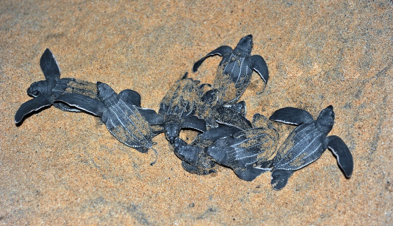 Veteran Takes Bullet To Protect Baby Sea Turtles - The Dodo