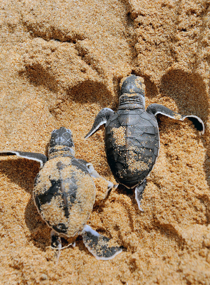 Veteran Takes Bullet To Protect Baby Sea Turtles - The Dodo